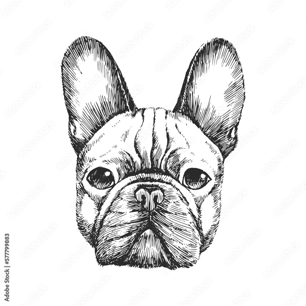 Vector hand-drawn portrait of French Bulldog in engraving style. Sketch ...