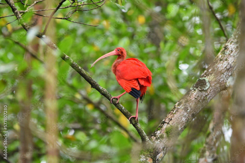 A red Scarlet ibis bird perched on a mangrove tree in the Caroni Swamp ...
