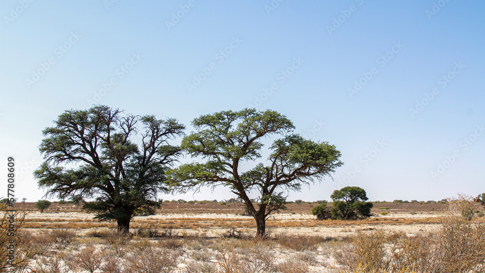 Fotka „Majestic Tree of Kgalagadi transfrontier park in dry land, South ...