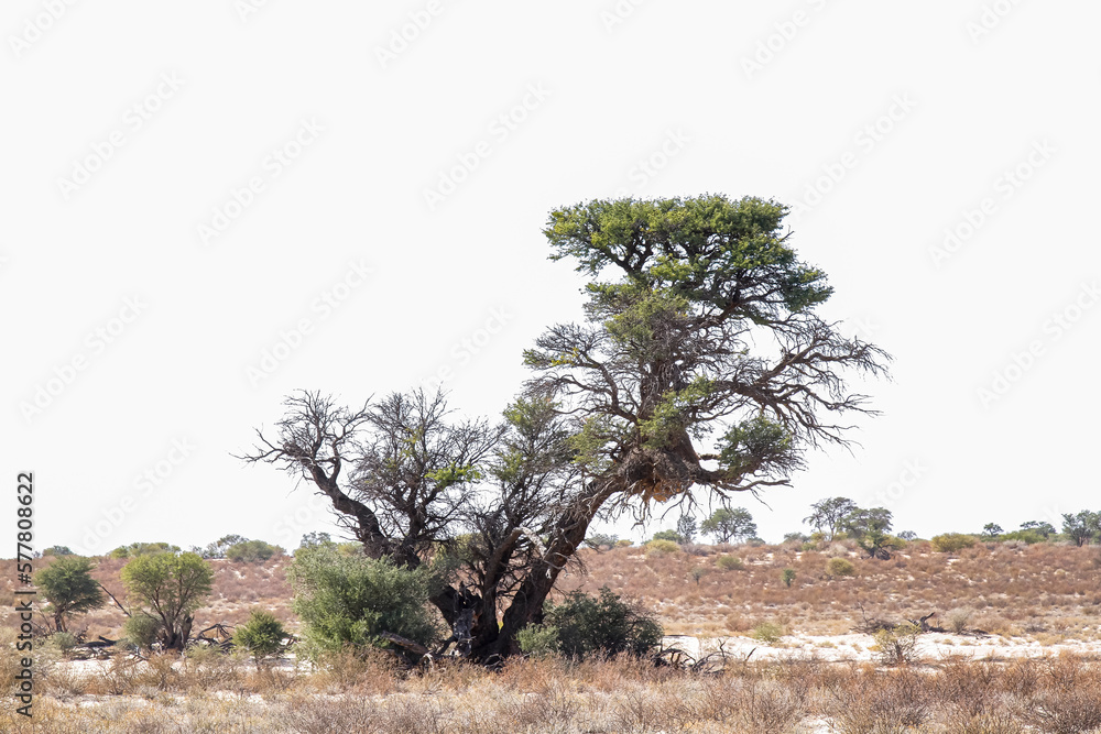 Majestic Tree of Kgalagadi transfrontier park in dry land, South Africa ...