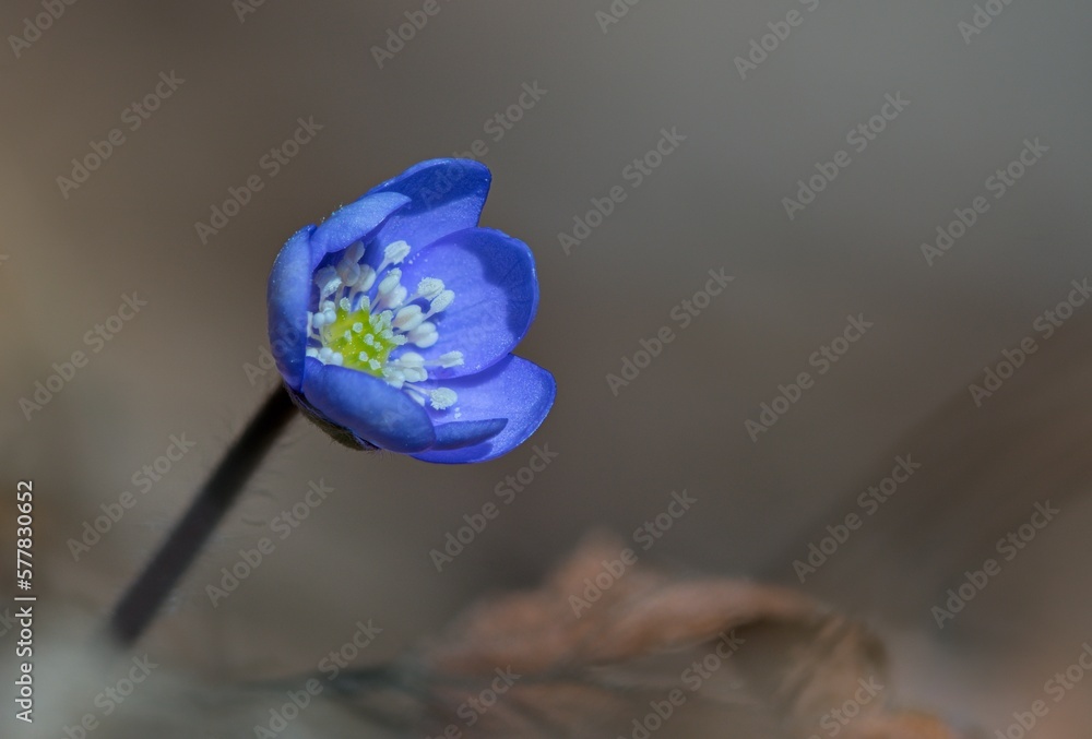 Foto de Liverwort - Hepatica nobilis, Blue flower medicinal, used in ...