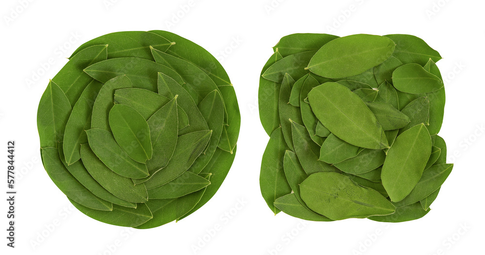 Indigo green leaves on transparent background. Stock Illustration ...