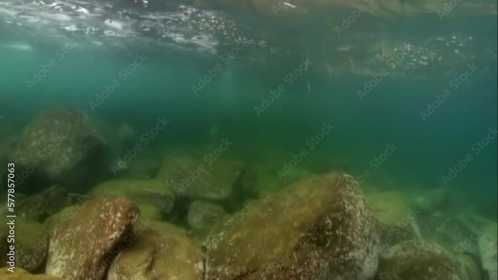 Baby Harbor Seal Phoca largha with dark spots color dive underwater in ...