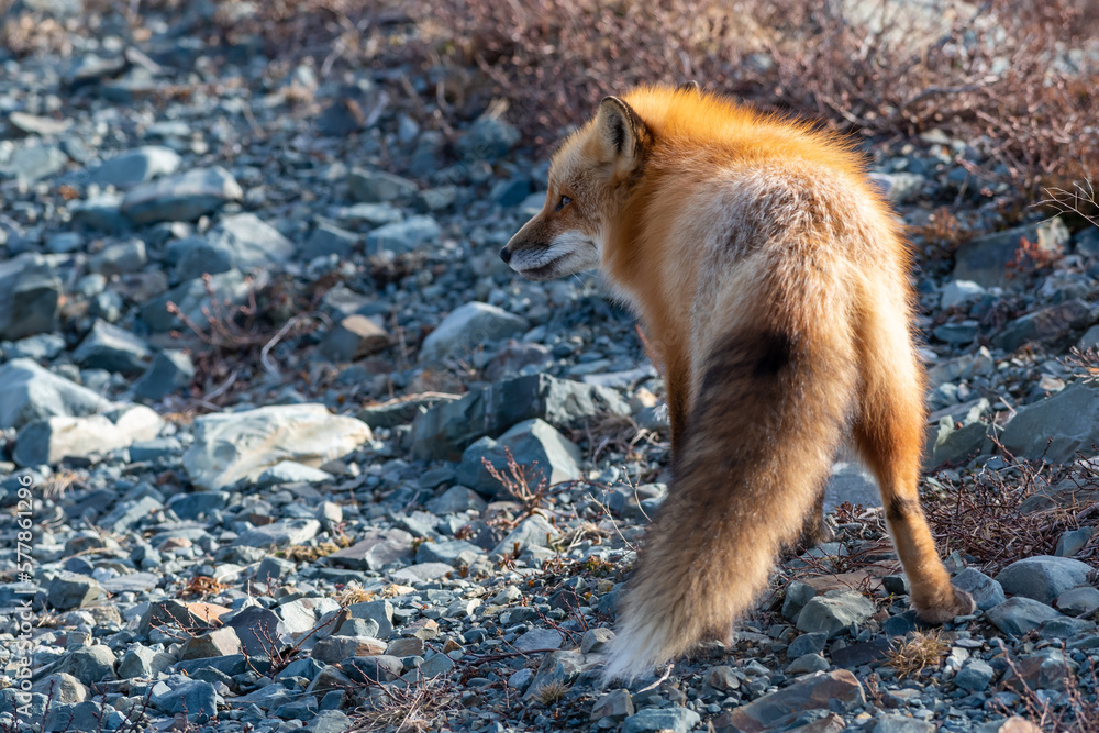 A close up of a wild young red fox with long red fur and a white fur ...
