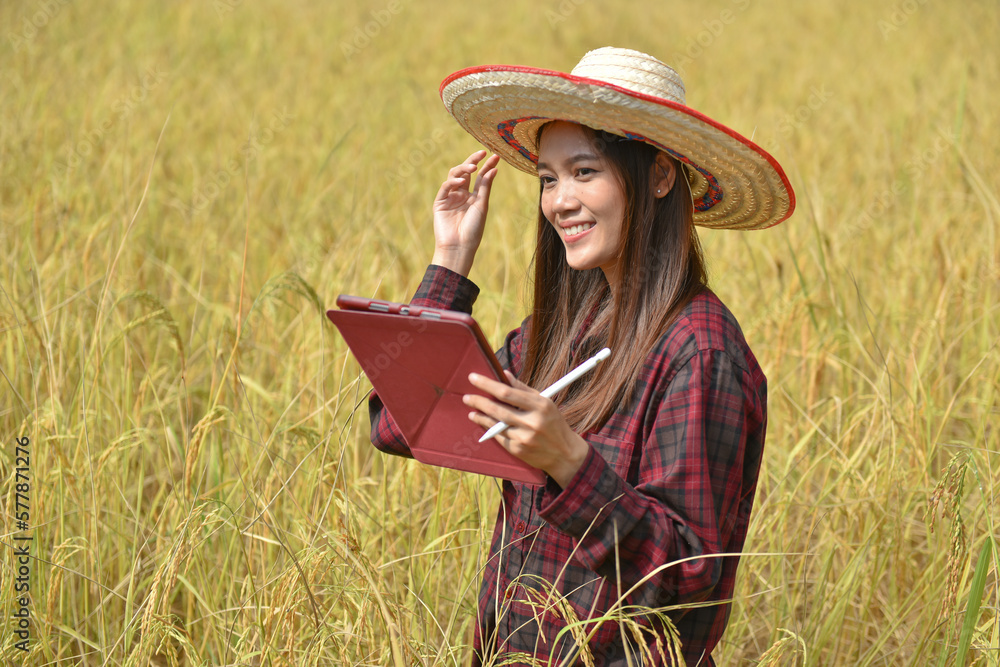 The farmer girl is harvesting rice using technology to manage. Stock ...