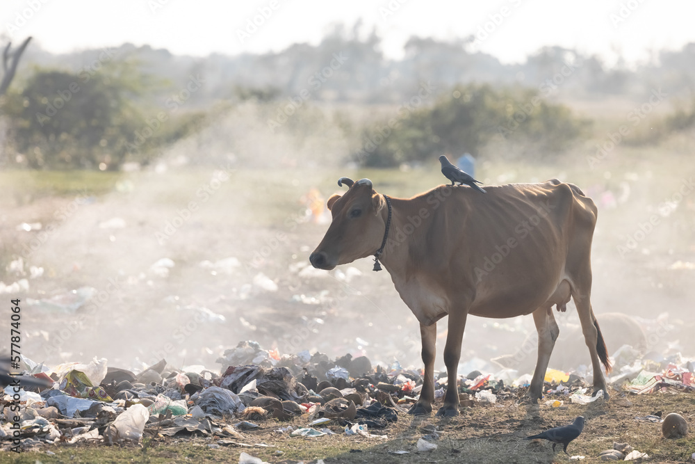 Cattle and pigs grazing among burning plastic at rubbish dump Waste and ...