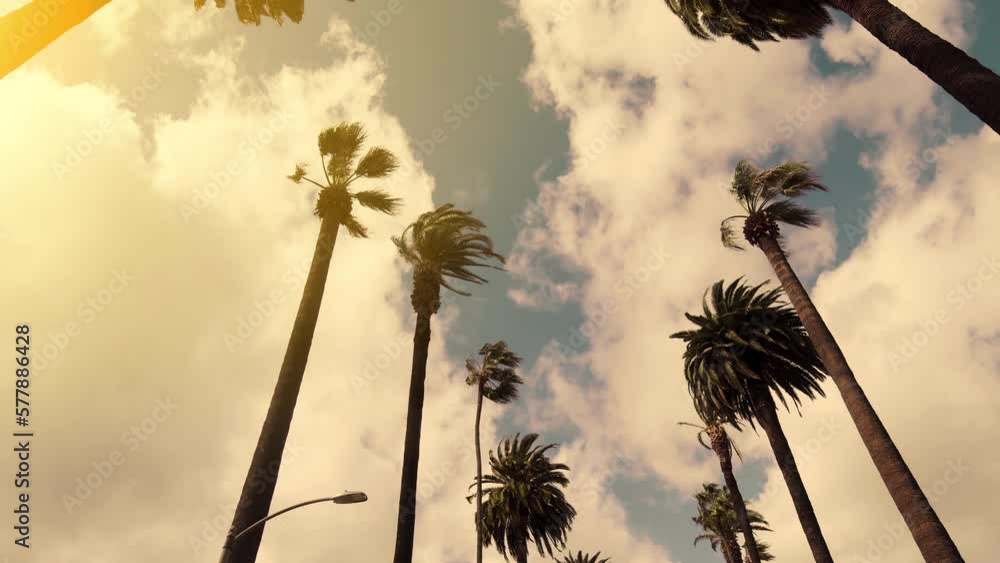 Beverly Hills street with palm trees. View up or bottom view coconut ...