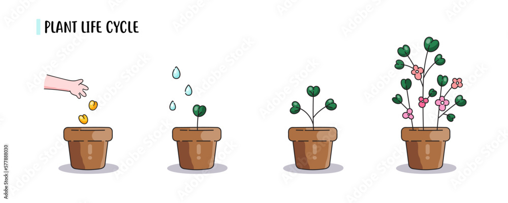How to grown plants instrustion. Cute minimal cartoon plants and ...