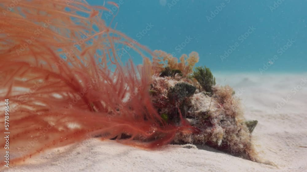 concha de caracol rosado juvenil con diferentes plantas acuaticas sobre ...