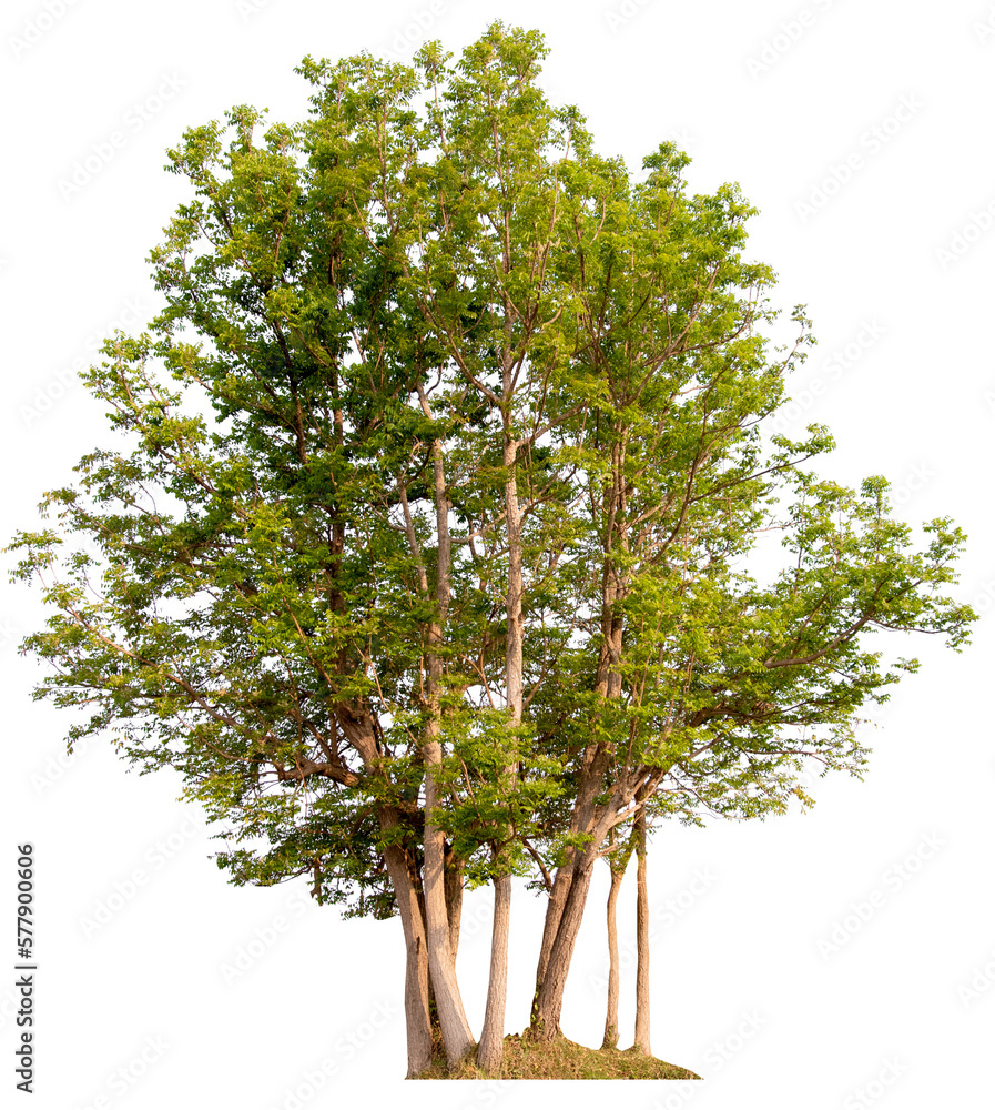 PNG tree cut out original background easy to drag and drop Stock Photo ...