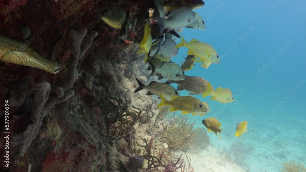 Cardumen de varias especies de peces y pez trompeta acercándose Stock ...