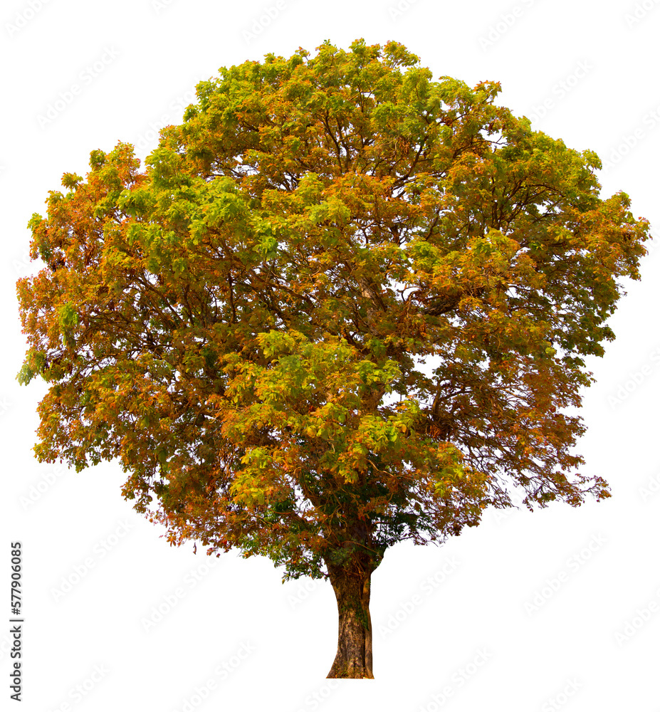 PNG autumn tree transparent background cut out original background ...