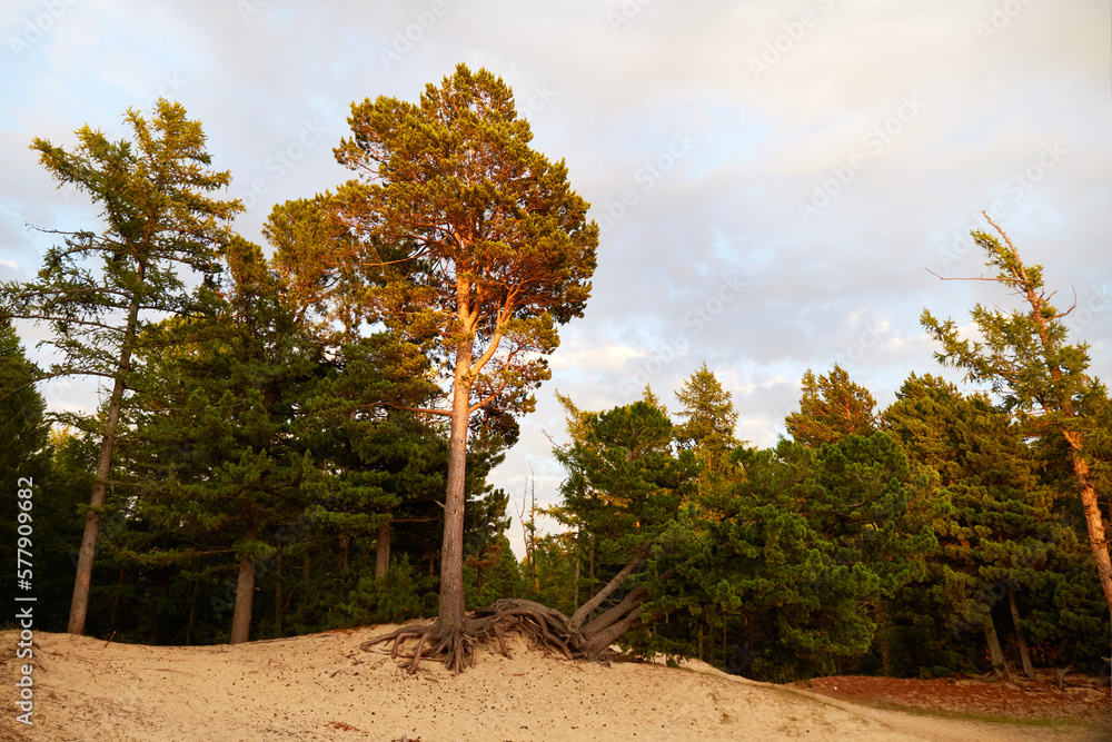 Pine trees grow on sandy soil. Walking trees. Tree roots are sticking ...