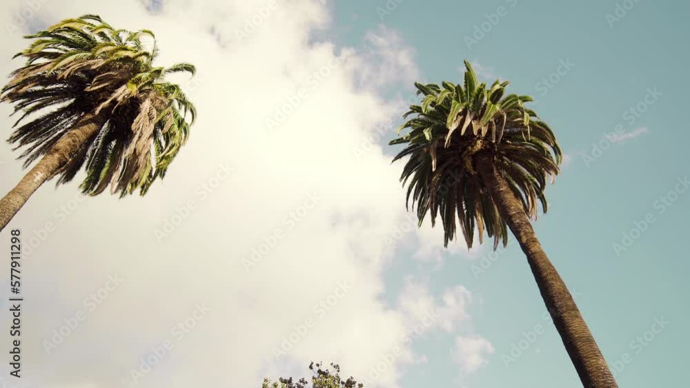 Beverly Hills street with palm trees. View up or bottom view coconut ...