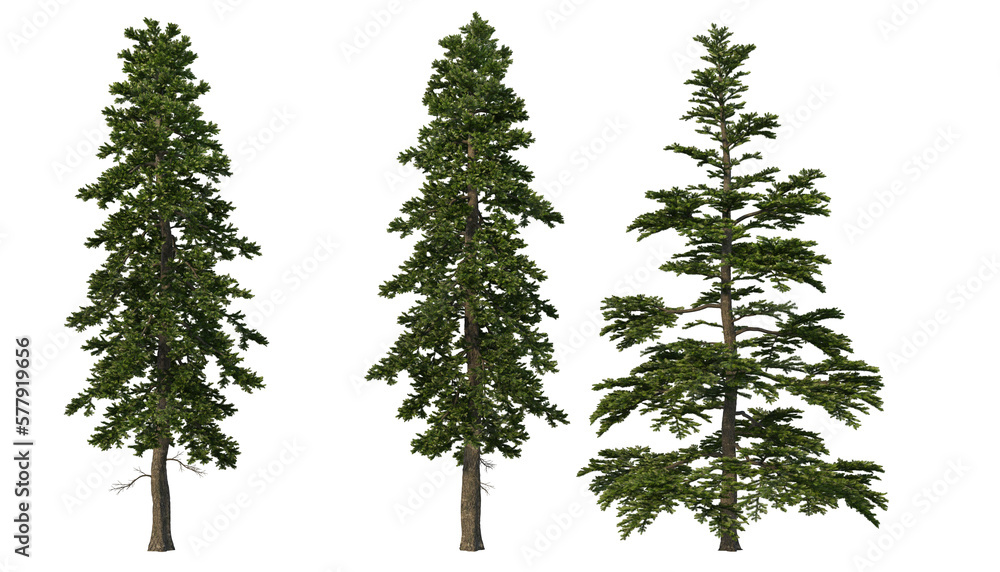 A variety of coniferous trees on a transparent background. Stock ...
