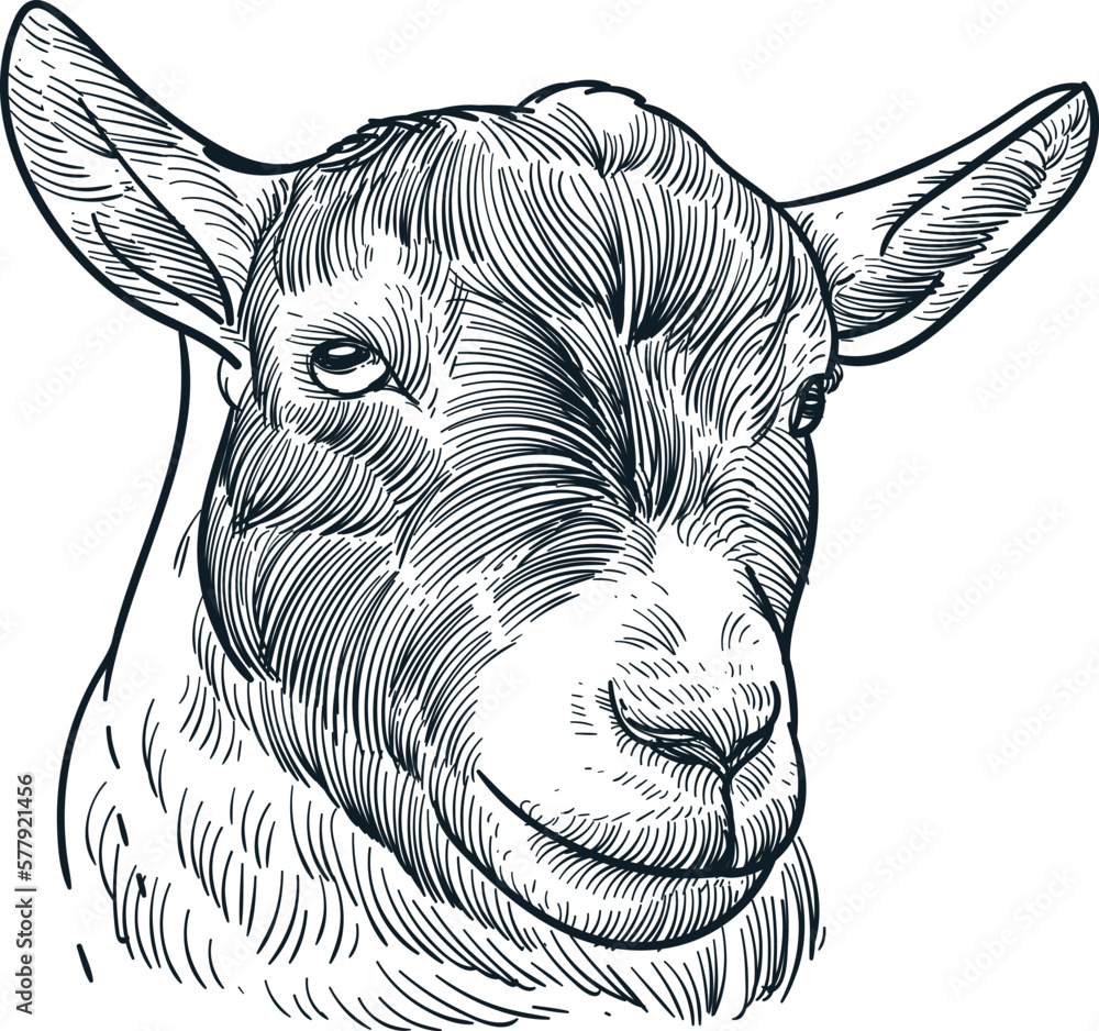 Vintage hand drawn sketch pygmy goat Stock Vector | Adobe Stock