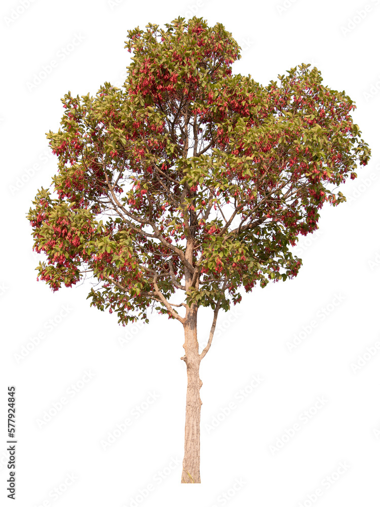 PNG tree with red flower transparent background design Stock Photo ...