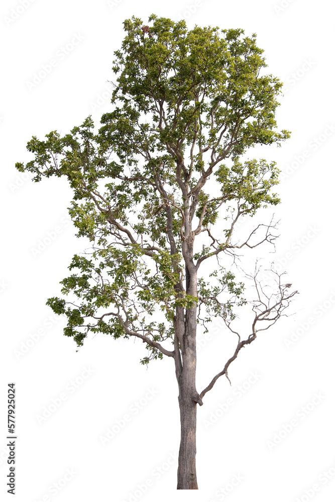 PNG tree with removed original background for easy to drag and drop in ...