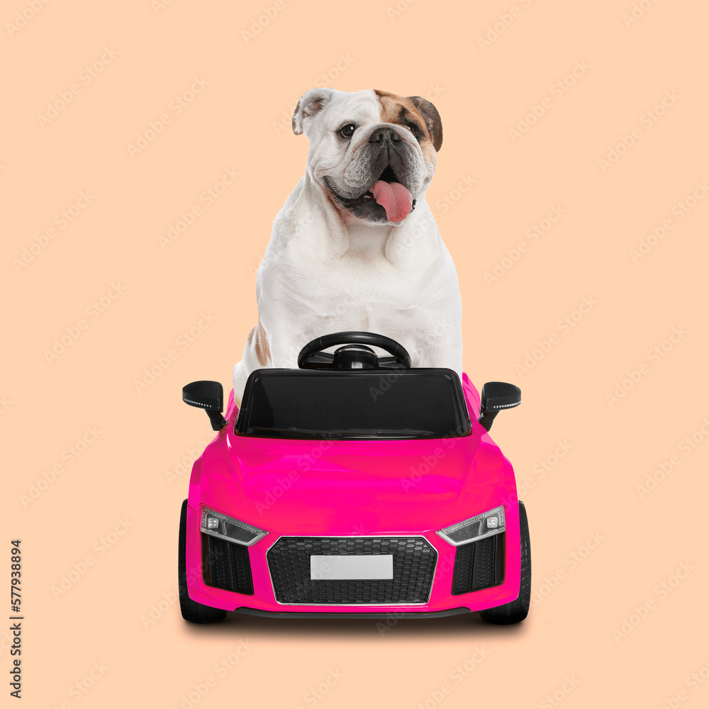 Adorable English bulldog in toy car on beige background Stock Photo ...