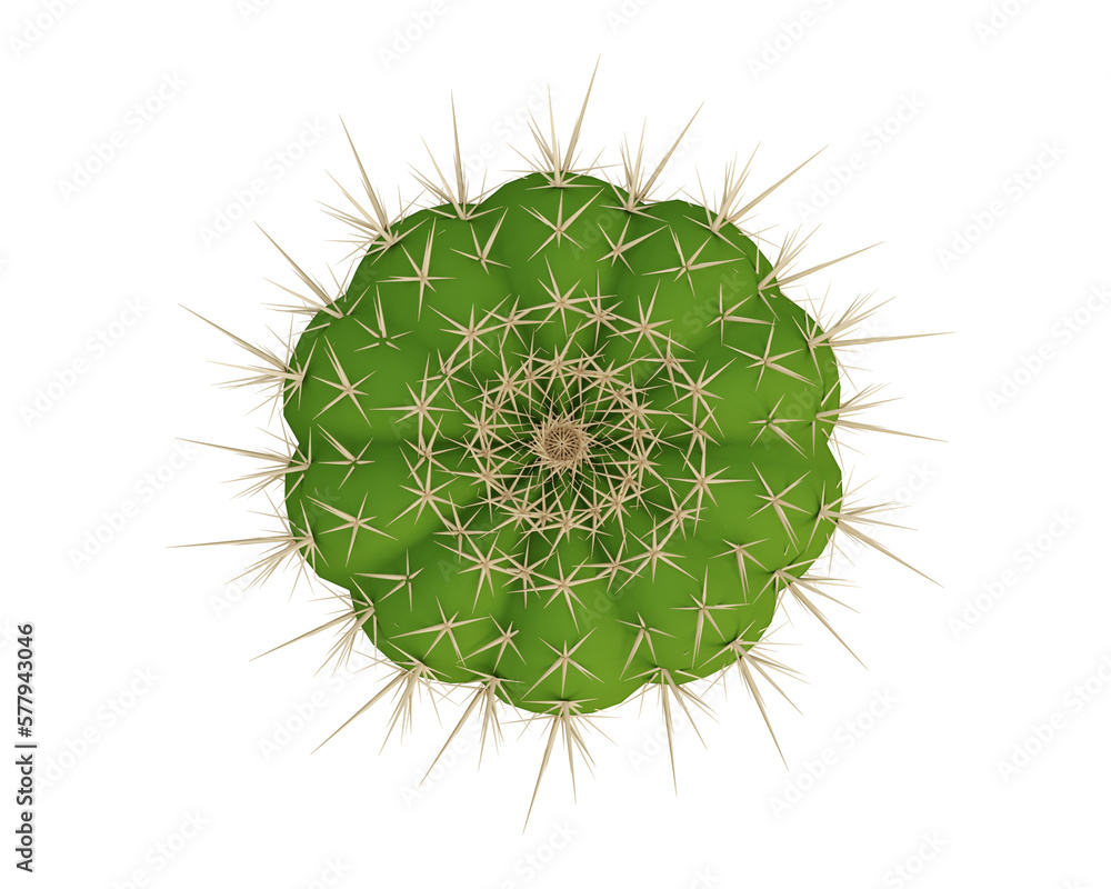 Green cactus on top view isolated on transparent background, flat lay ...