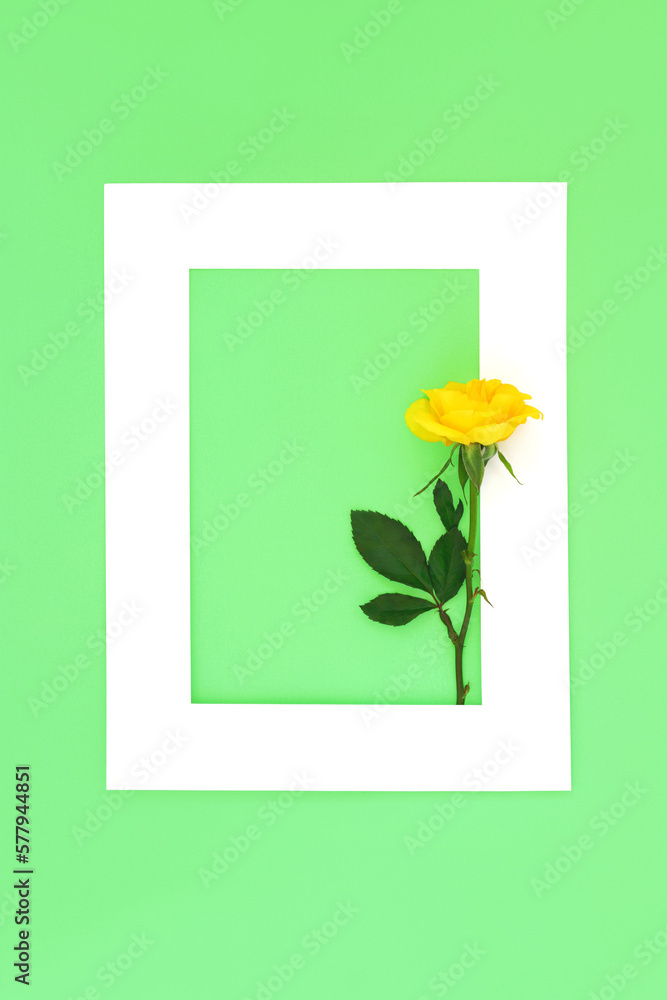 In memorium background border. Yellow rose flower on white frame on ...