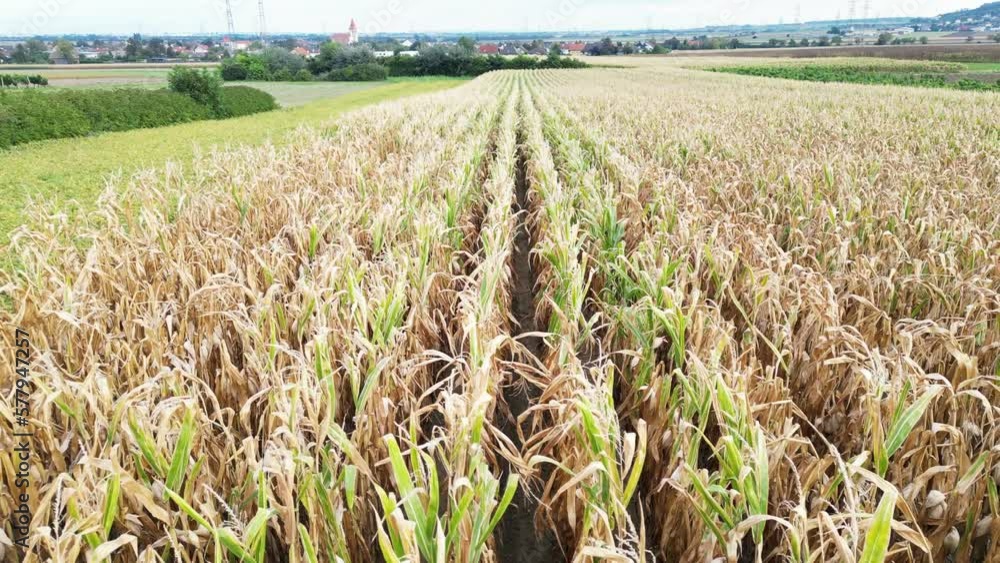 Corn crop damaged by drought period. Industrial agricultural production ...