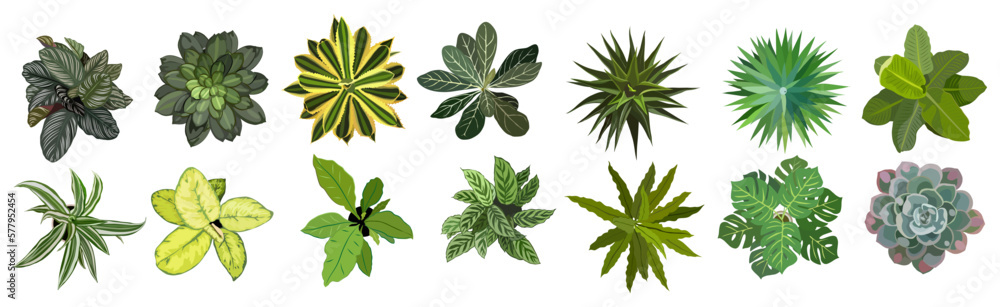 Set of different house plants top view. Cactus, green leaves, palms ...