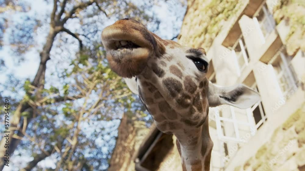 Friendly Giraffe looks into the camera, wiggles his ears, shakes head ...