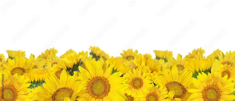 Yellow sunflowers in a border arrangement isolated on white or ...