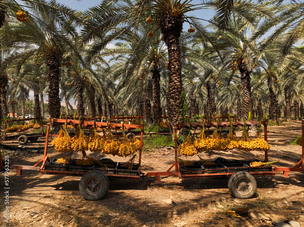 Clusters of fresh picked Dates hanging on a rig in a Date palm tree ...