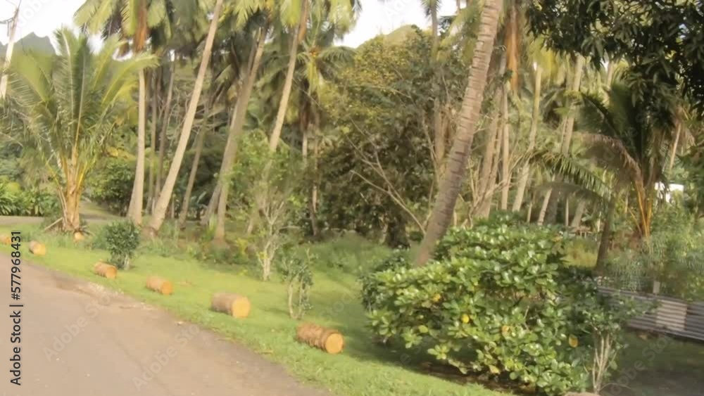 moving forward riding view at a backroad in tropical Pacific Cook ...