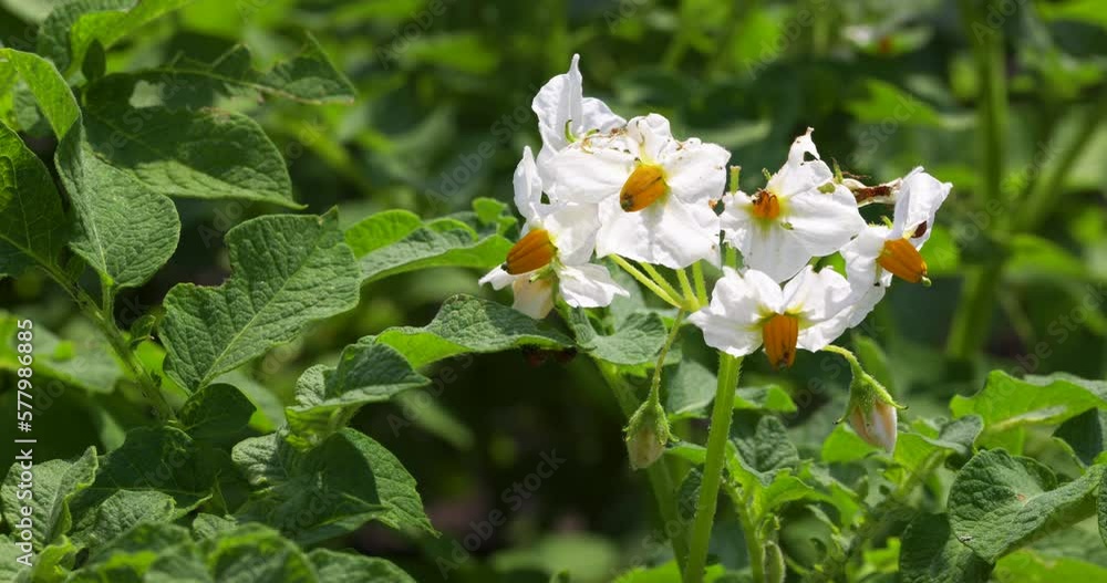 Larvae of the Colorado Beetle on the Bloom Potato bush close-up. Pest ...