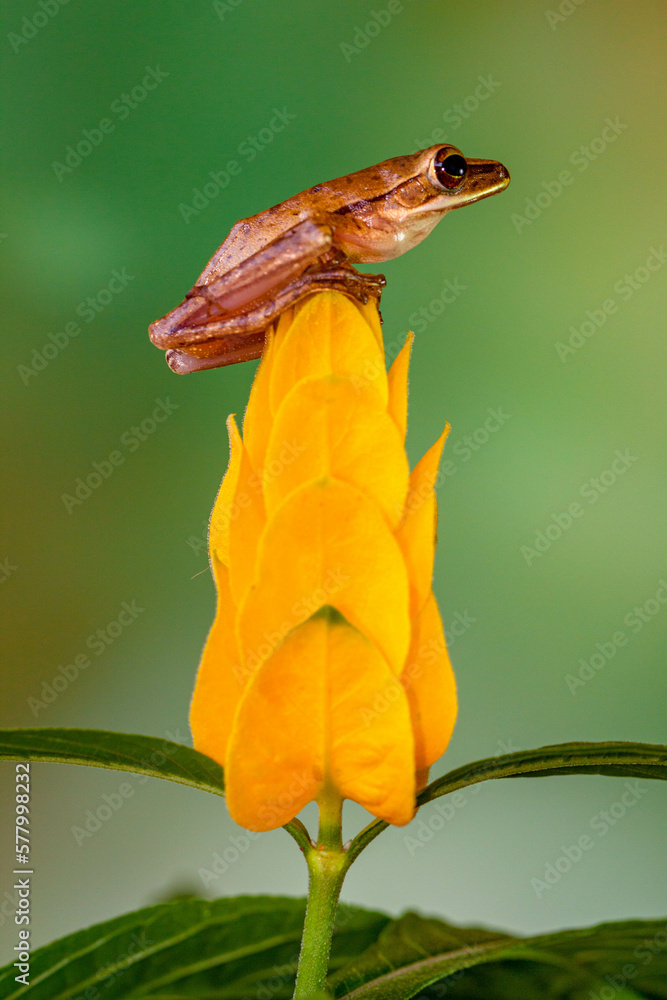 common tree frog, four-lined tree frog, golden tree frog or striped ...