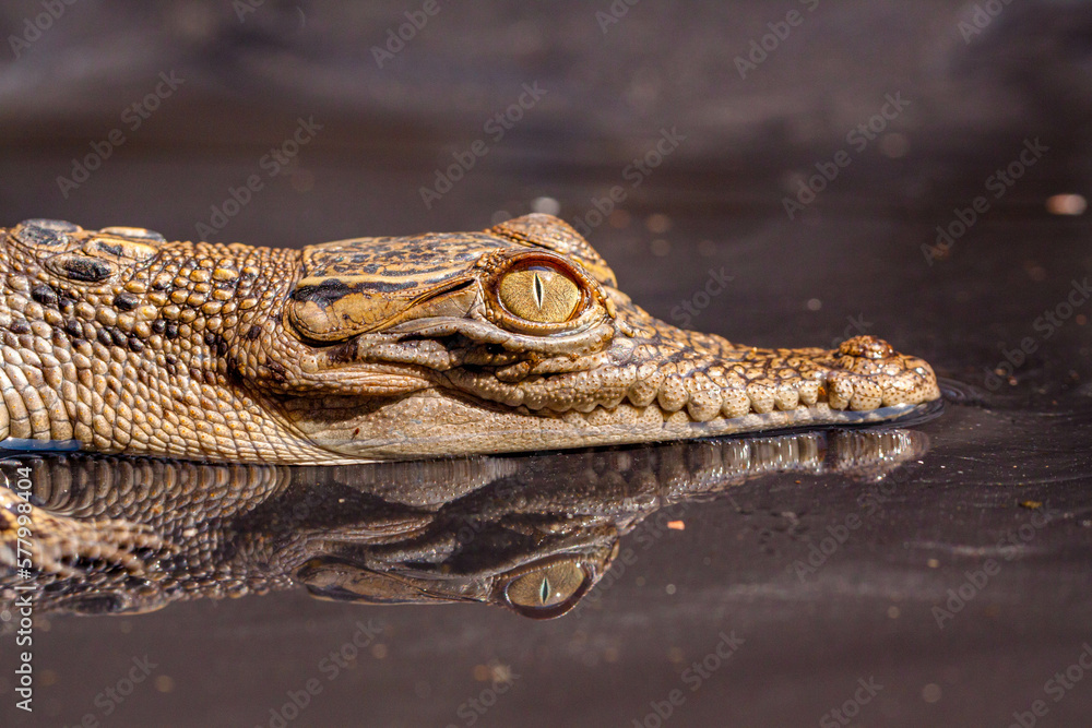 The baby saltwater crocodile (Crocodylus porosus) is a crocodilian ...