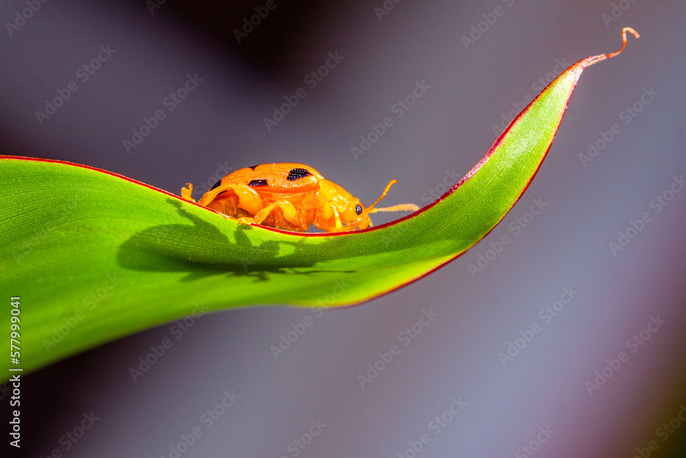 Coleomegilla maculata, commonly known as the spotted lady beetle, pink ...