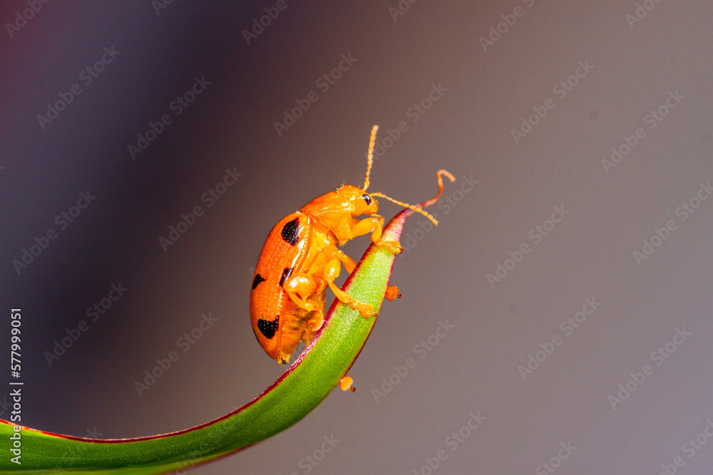 Coleomegilla maculata, commonly known as the spotted lady beetle, pink ...