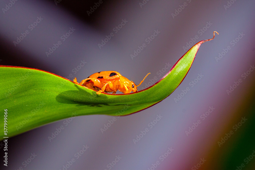 Coleomegilla maculata, commonly known as the spotted lady beetle, pink ...