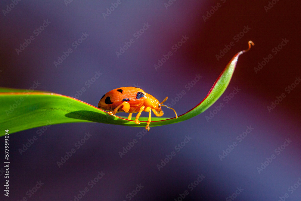 Coleomegilla maculata, commonly known as the spotted lady beetle, pink ...