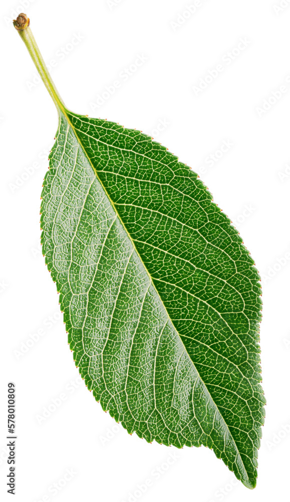 Cherry green leaf isolated on transparent background Stock Photo ...