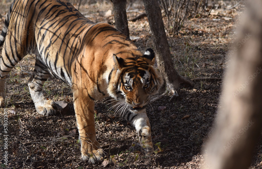 A protected rare wild Royal Bengal Tiger in the jungle of North India ...