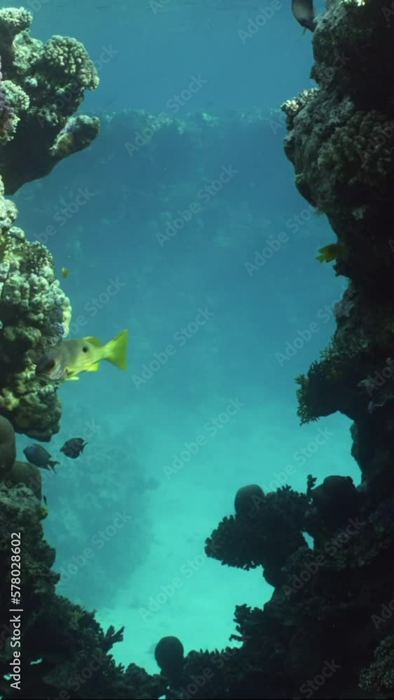 Vertical video, Passage through canyon to inner part of coral reef ...