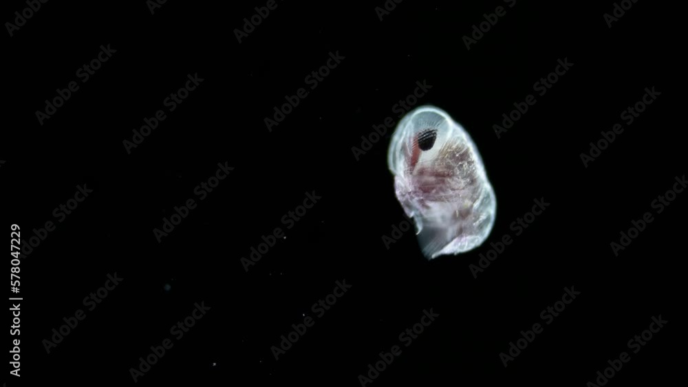 Amphipoda Crustacea Hyperia sp. under microscope. Hyperiidae family, is ...