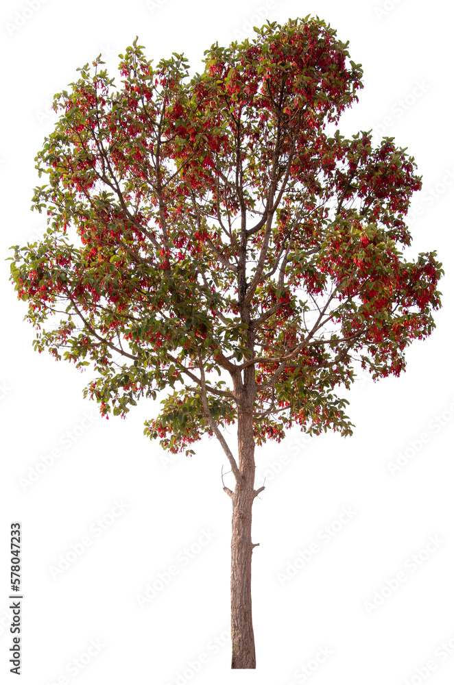 PNG tree with red flower transparent background design Stock Photo ...