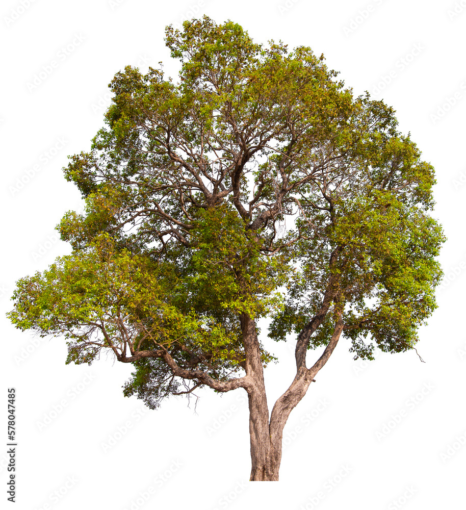 PNG tree with removed original background for easy to drag and drop in ...