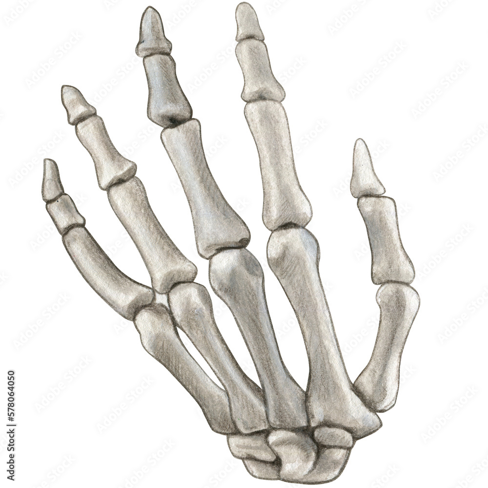 Watercolor hand drawn realistic human bones Stock Illustration | Adobe ...
