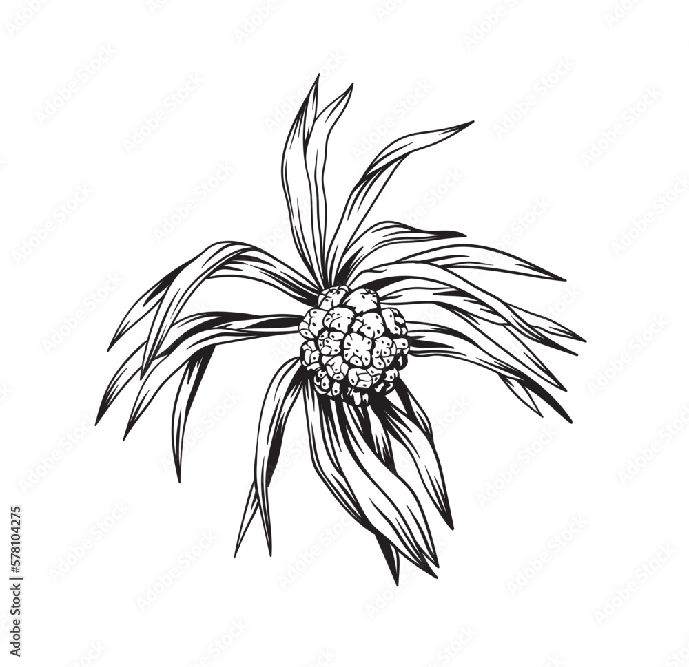 Pandan fruit. Hand drawn black and white tropical plant. Vector ...