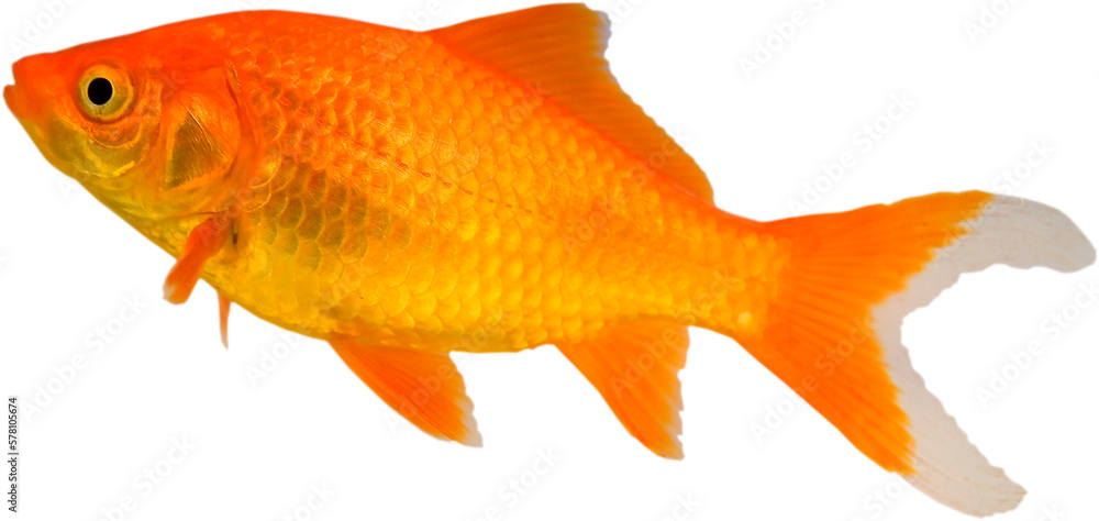 Goldfish that looks surprised by something Stock Photo | Adobe Stock