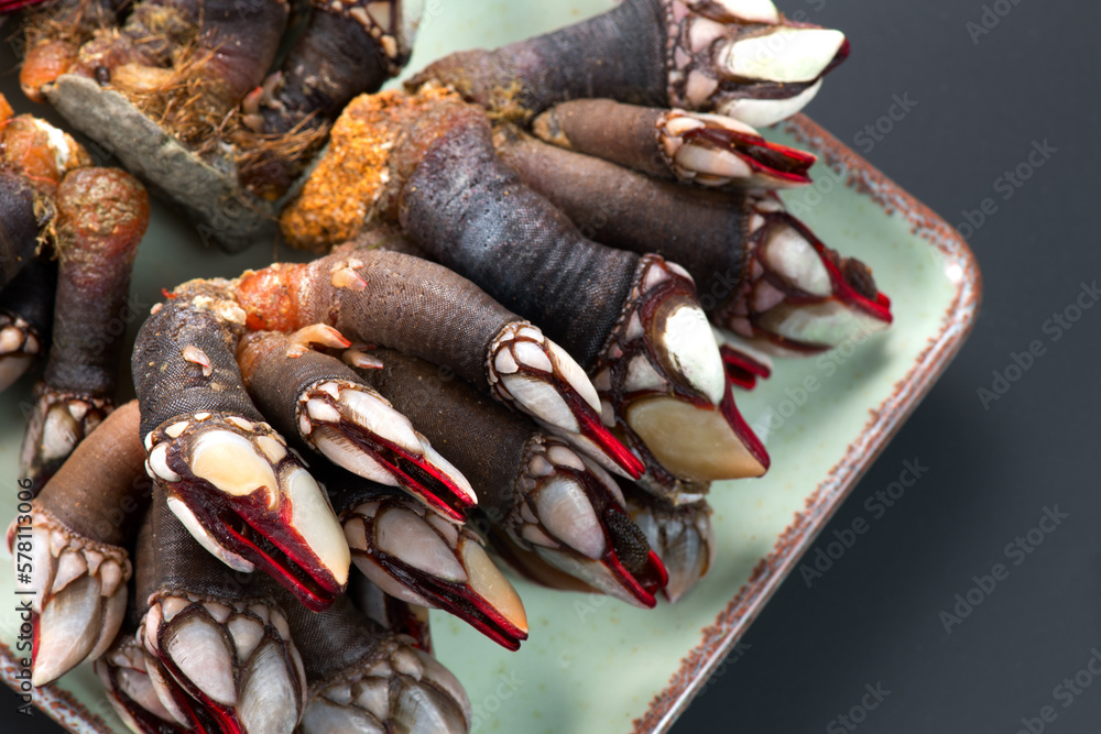 Barnacles, goose neck barnacle, percebes, gallician barnacles ...