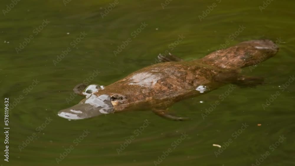 Platypus - Ornithorhynchus anatinus, duck-billed platypus, strange ...