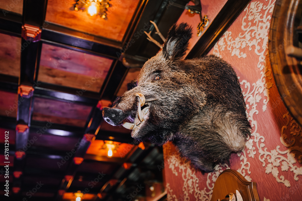 The head of a wild gray boar, a stuffed animal killed by a hunter ...